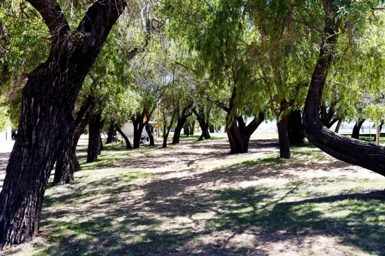 Pelay, un ínoco que aún distingue a la Histórica | DIARIO LA CALLE
